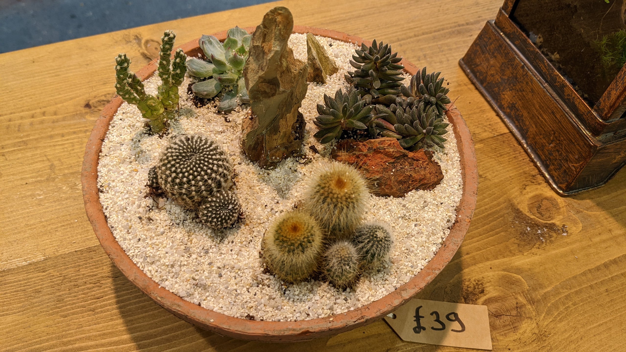 Cactus bowl | Captive Worlds