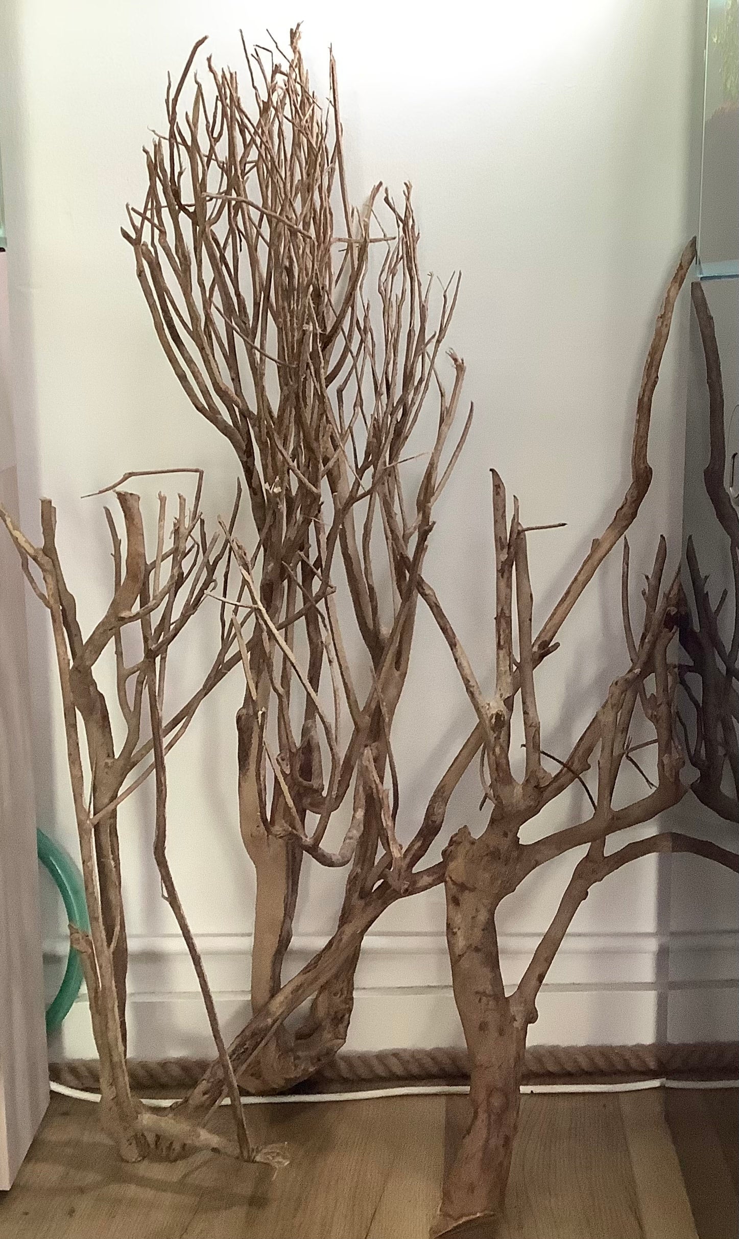 Talawa wood | Captive Worlds